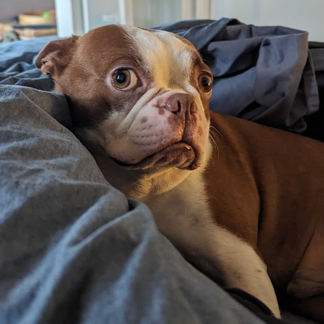 Frodo – Boston Terrier Rescue Canada