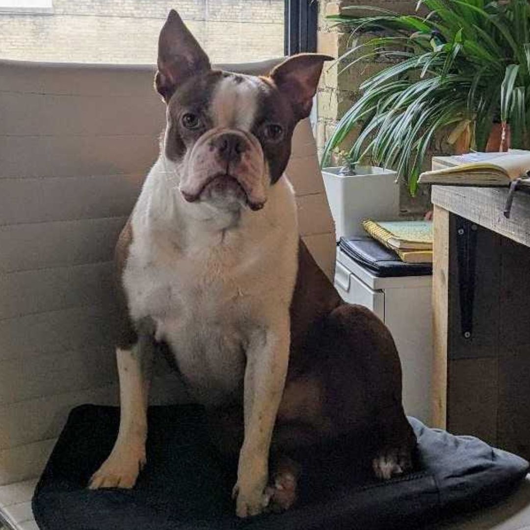 Frodo – Boston Terrier Rescue Canada